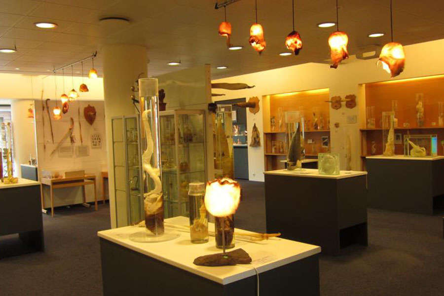 Los museos más raros del mundo | Invertour